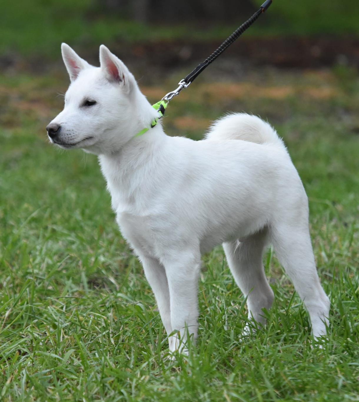 Kishu ch.st. Zli-Rů - Chovky.cz